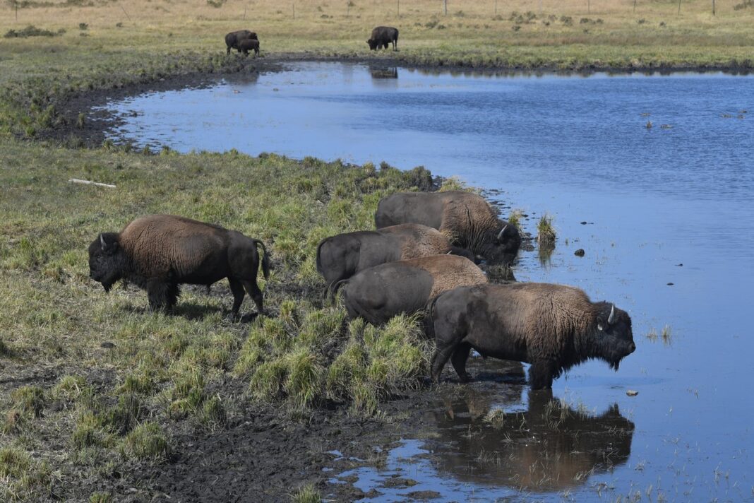 Blackfeet Nation Tries to Overcome Legacy of White Settler Genocide By ...